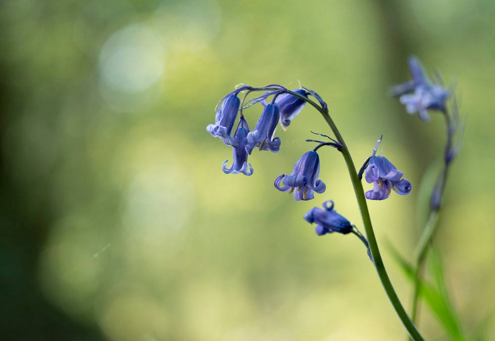 Bluebells in Beeley Wood | Peter Bargh